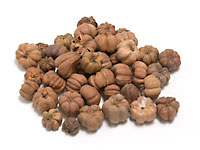 Putka Pods | The Essentials Company