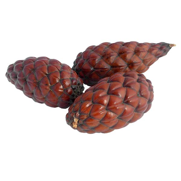 Pods & Seeds | The Essentials Company