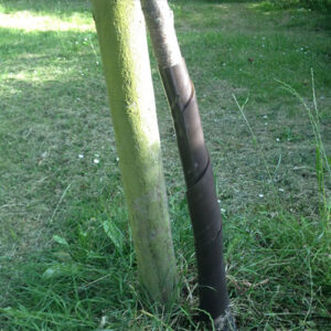 Brown Spiral Tree Guards - 5cm Dia / 60cm (24inch) Tall | The ...